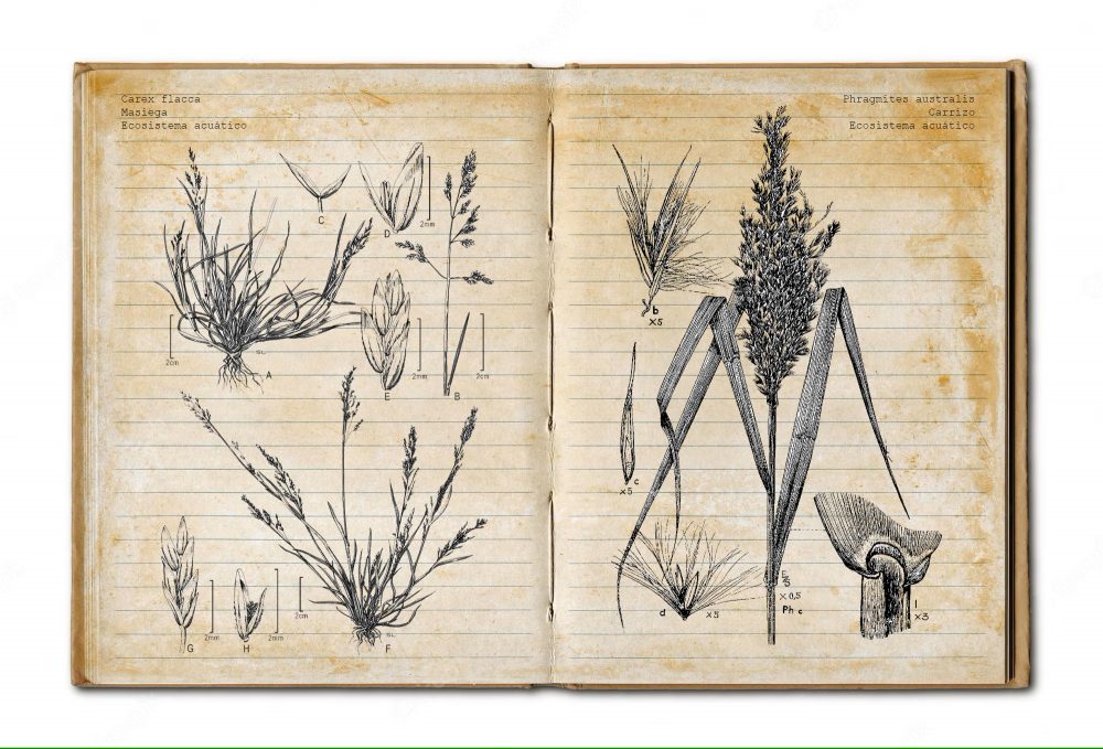 MultiplayerCity | ECOSISTEMAS. COMUNIDAD